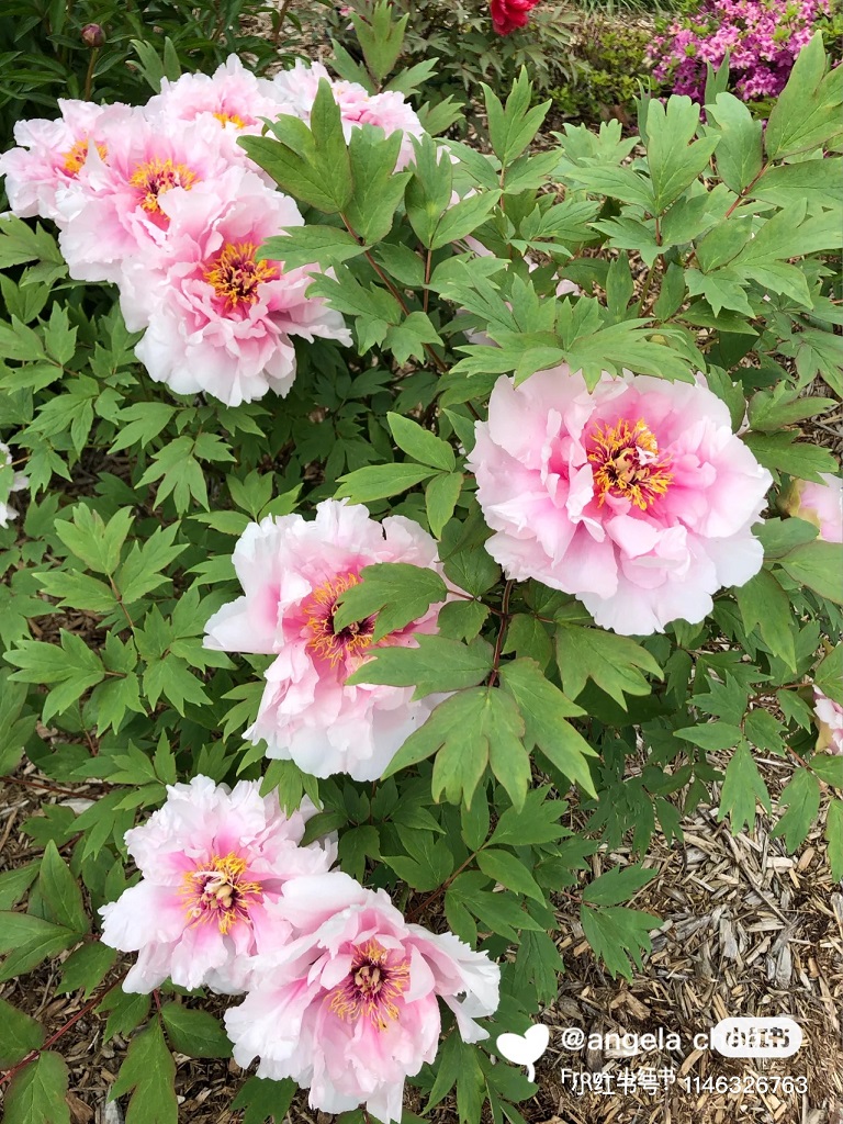 【国色天香】花競牡丹（hanakisoi tree peony）-1gal盒装 - 芝麻家拼团