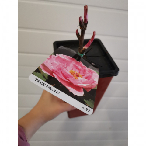【国色天香】花競牡丹（hanakisoi tree peony）-1gal盒装 - 芝麻家拼团